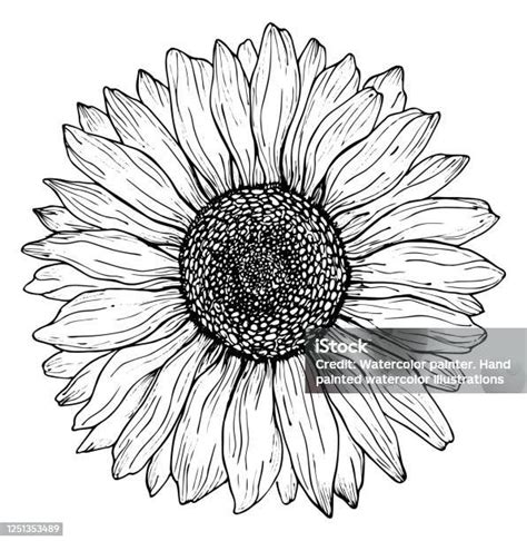 흰색 배경에 고립 된 검은 윤곽 해바라기 라인 아트 손으로 그리는 식물 벡터 일러스트레이션 해바라기에 대한 스톡 벡터 아트 및 기타 이미지 Istock