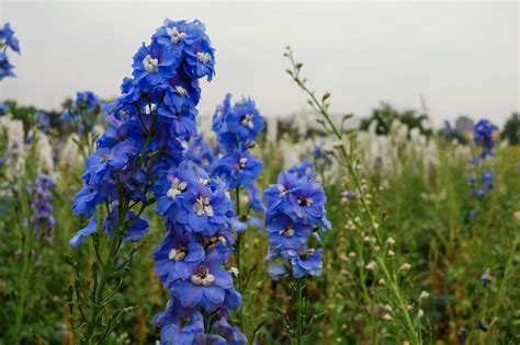 Larkspur Ks Spl Mix Korrelseeds