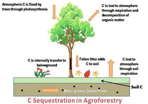 Innovative Agroforestry For Environmental Security In India World Agriculture