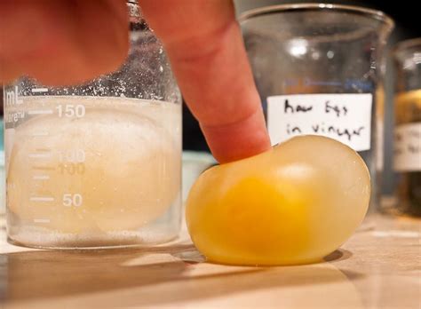 Science Experiment With Egg And Vinegar