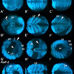 DAPI Staining Of The Embryos Shown In Fig