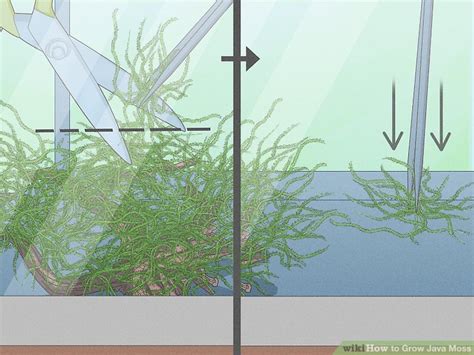 How To Grow Java Moss Steps With Pictures Wikihow
