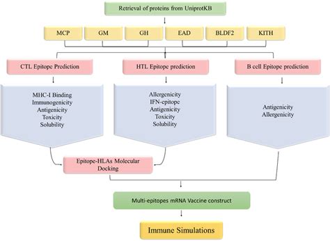 Methodological Workflow Of Designing An Mrna Vaccine Against Ebv In Download Scientific Diagram