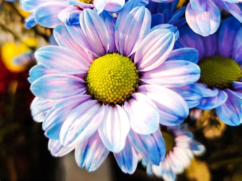 Honor Magic Lite G Bater A De Mah Y C Mara De Mp Honor Cl