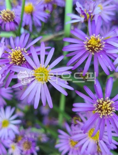 가을 보라색꽃 들국화 야생화 노란꽃술 사진이미지일러스트캘리그라피 Ngms8501작가