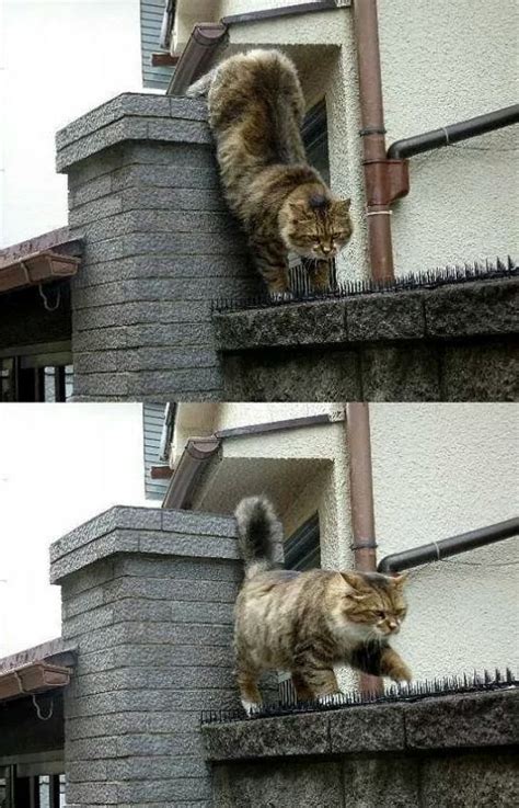 일본에서 만든 고양이 접근 방지턱 유머 재미 감동 네모판