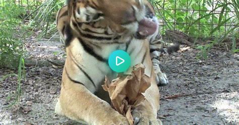 Big Cats Do Catnip  On Imgur