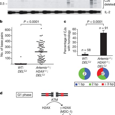 Vdj Recombination A The Lymphoid Specific Recombinase Activating