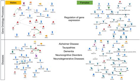 Mind The Gap New Study Shows Differences In Male And Female Genetic Pathways In MDD