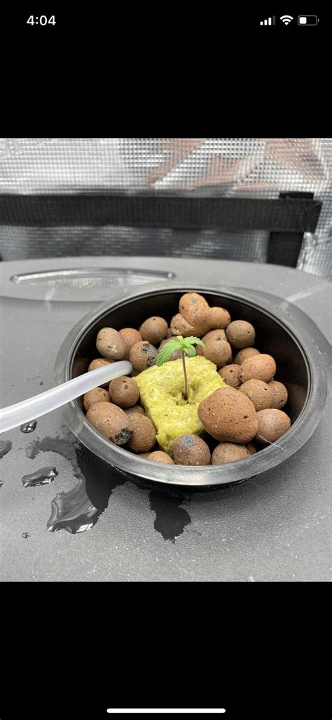 Week 2 Vs 3 On A Dwc Auto She Just Doesnt Look Happy Stunted With Some Rookie Mistakes So