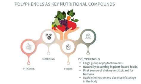 Polyphenols And Gut Microbiota The Virtuous Interaction
