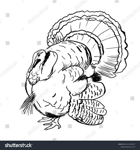 Turkey Hand Drawn Vector Illustration Detailed Stock Vector Royalty