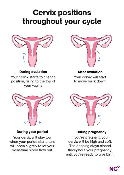 Fertility And Ovulation How To Check Your Cervix And Cervical Position
