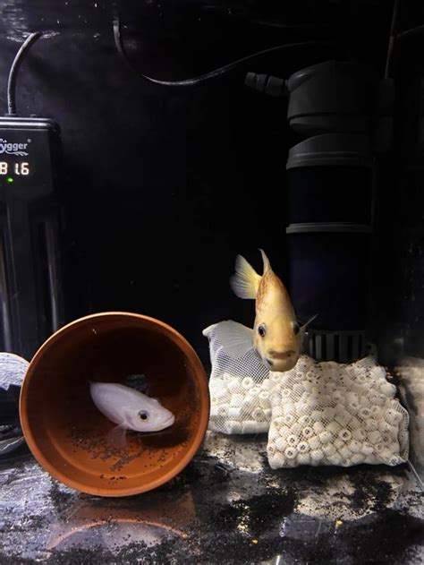 Dovii Cichlid For Sale Guapote Wolf Cichlids