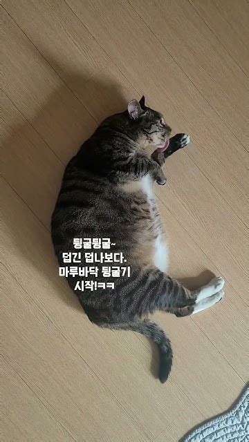 Cat 고양이 고양이일상 고양이나무의일상 집사 집사일상 Cute 고양이영상 소소한일상 뒹굴뒹굴 마루바닥 시원 둔둔이 뱃살 만지고 기운 충전