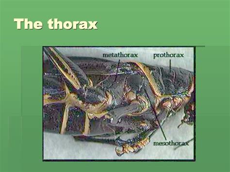 Ppt Dissection Of A Grasshopper Powerpoint Presentation Free