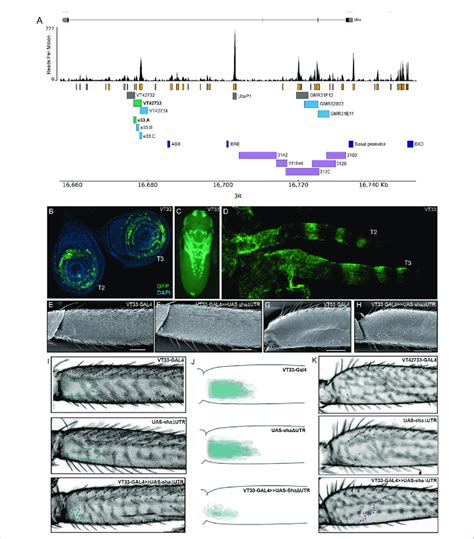 Testing Regions Of Accessible Chromatin At The Ubx Locus For Enhancer Download Scientific