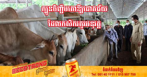 មកដឹងគោលការណ៍បច្ចេកទេស ៥ចំណុចពីមន្ត្រីជំនាញ ក្នុងការចិញ្ចឹមគោឱ្យទទួលបានជោគជ័យ Khmernote Business