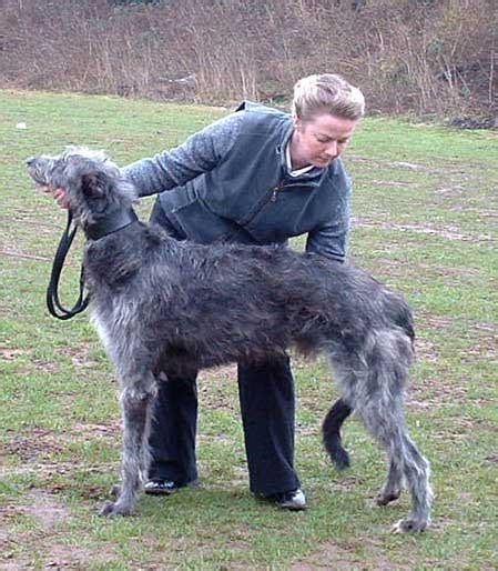 Deerhound Kilbourne Sirius Black