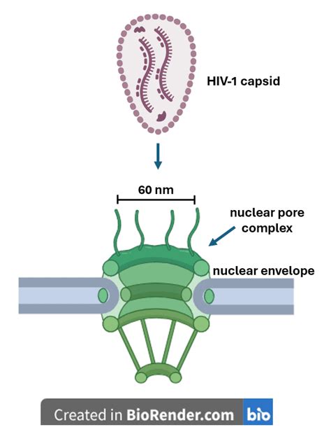 Nuclear Pore Virology Blog