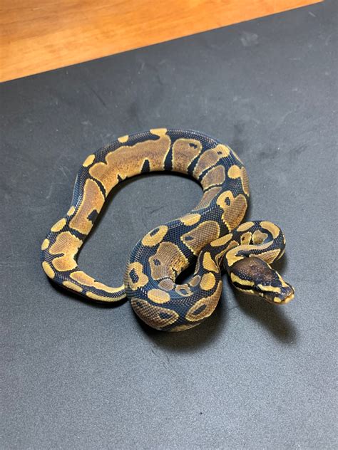 Het Tri Stripe Ball Python By Danner Constrictors Morphmarket