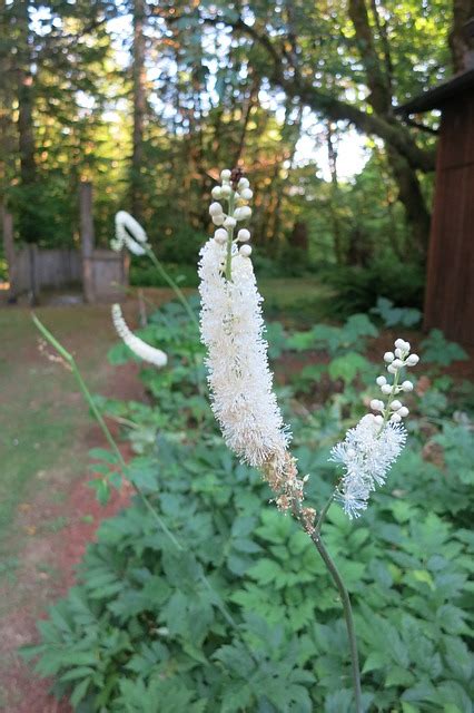Black Cohosh Herb Garden - Free photo on Pixabay - Pixabay
