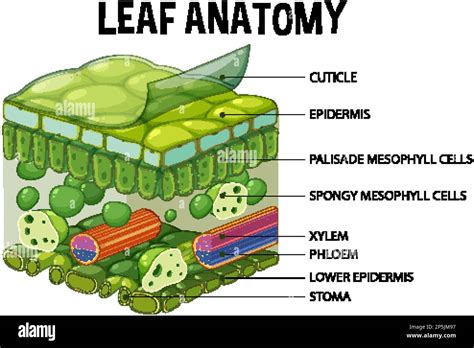 Internal Structure Of Leaf Diagram Illustration Stock Vector Image