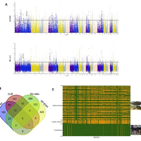Analysis Of The Signatures Of Positive Selection In The Genome A Download Scientific
