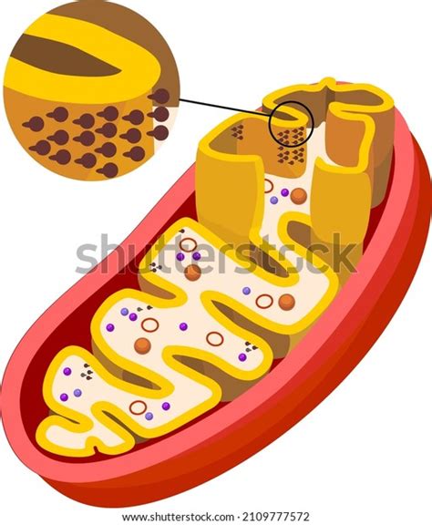 Structure Mitochondrion Atp Synthase On Inner Stock Vector Royalty Free 2109777572 Shutterstock