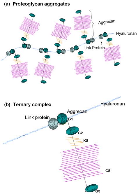 Proteoglycan Aggregate