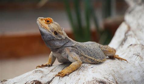 How To Choose The Correct Bearded Dragon Tank Size Hygger
