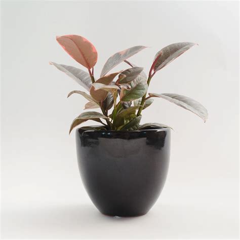 Ficus Decora Ruby My Meepl