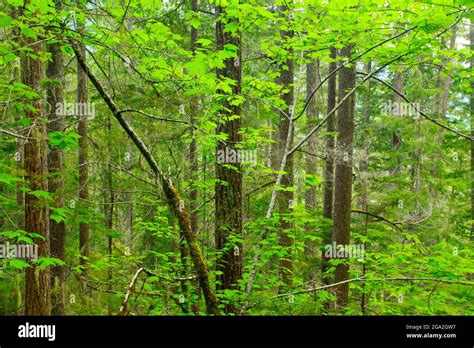 A Exterior Picture Of An Pacific Northwest Rainforest With Big Leaf