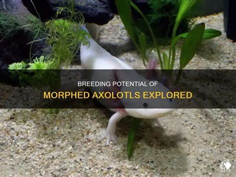 Breeding Potential Of Morphed Axolotls Explored Petshun
