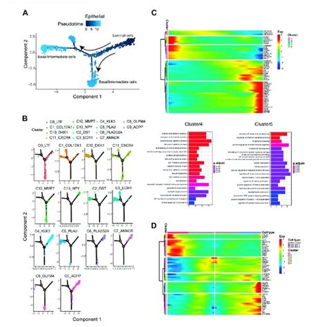 The Pseudotime Trajectory Analysis Of Epithelial Cells And Identifying