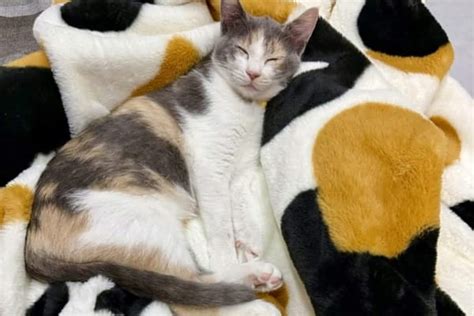 보들보들 촉감이 좋은지 극세사 담요에 올라갔다가 그대로 잠든 삼색 고양이