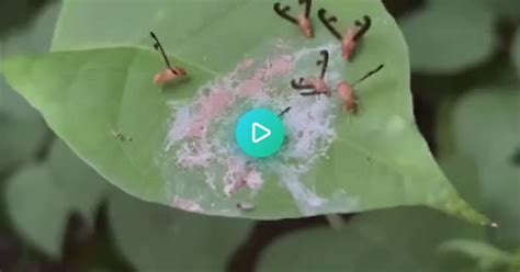 Antlered Flutter Flies Album On Imgur