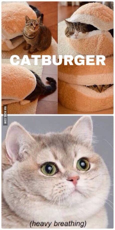 44 Heavy Breathing Cat X3 Ideas Heavy Breathing Cat Heavy Breathing