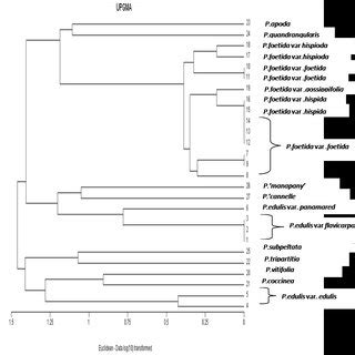Dendrogram Based On UPGMA Analysis Generated From Euclidean Distance Download Scientific
