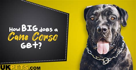 Size Of A Cane Corso How Big Does A Cane Corso Get Ukpets