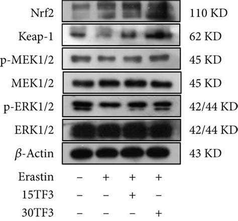Tf3 Activates The Keap1 Nrf2 Signaling And The Mek1 2 Erk1 2 Signaling