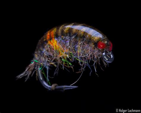 Gammarus | The One Fly