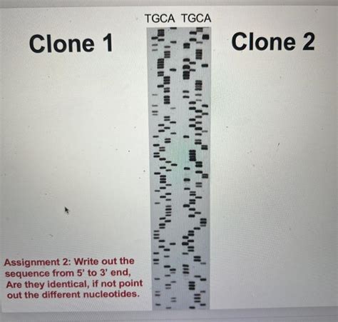 solved clone 1 clone 2 assignment 2 write out the sequence