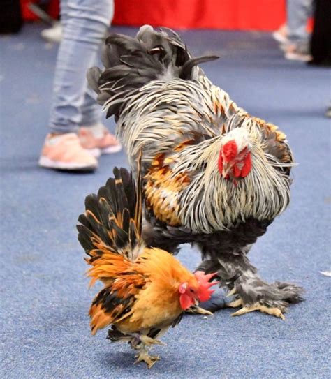 ما بين أكبر وأصغر ديك في البحرين وسلالات نادرة أسعار تتراوح بين ٣٥٠