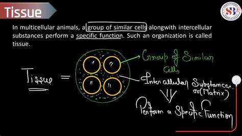 Epithelial Tissue Definition Types Structure Functions
