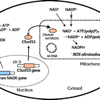 Color Online Biosynthesis And Localization Of Poly P Dependent Human