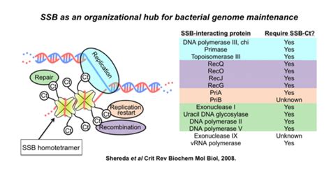 Single Stranded Dna Binding Protein Interactions Keck Lab Uwmadison