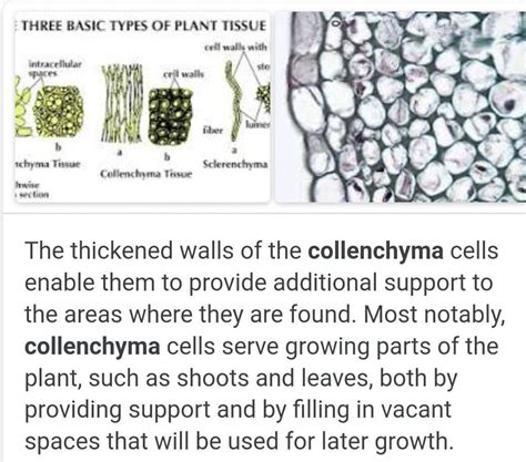 Function Of Collenchyma Tissue Is