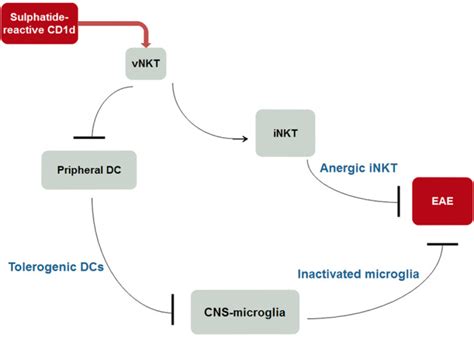 The Role Of Nk And Nkt Cells In The Pathogenesis And Improvement Of Multiple Sclerosis Following