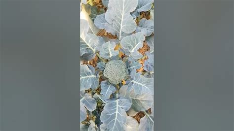 Brocli Croup Green House Youtube